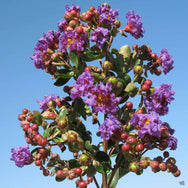 Crape Myrtle 'Catawba' Multi-Trunk — Green Acres Nursery & Supply