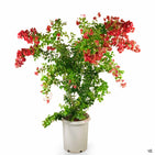 Crape Myrtle 'Dynamite' Multi-Trunk — Green Acres Nursery & Supply