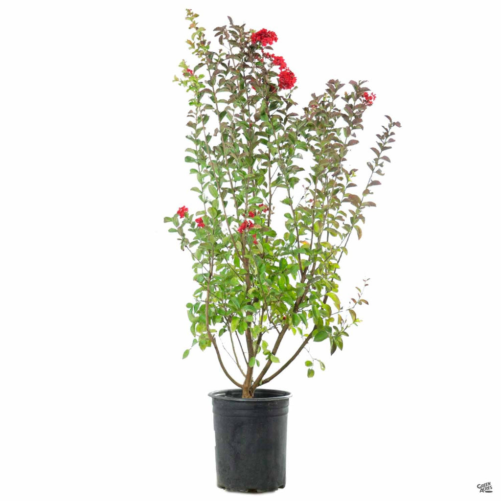 Crape Myrtle 'Dynamite' Multi-Trunk — Green Acres Nursery & Supply