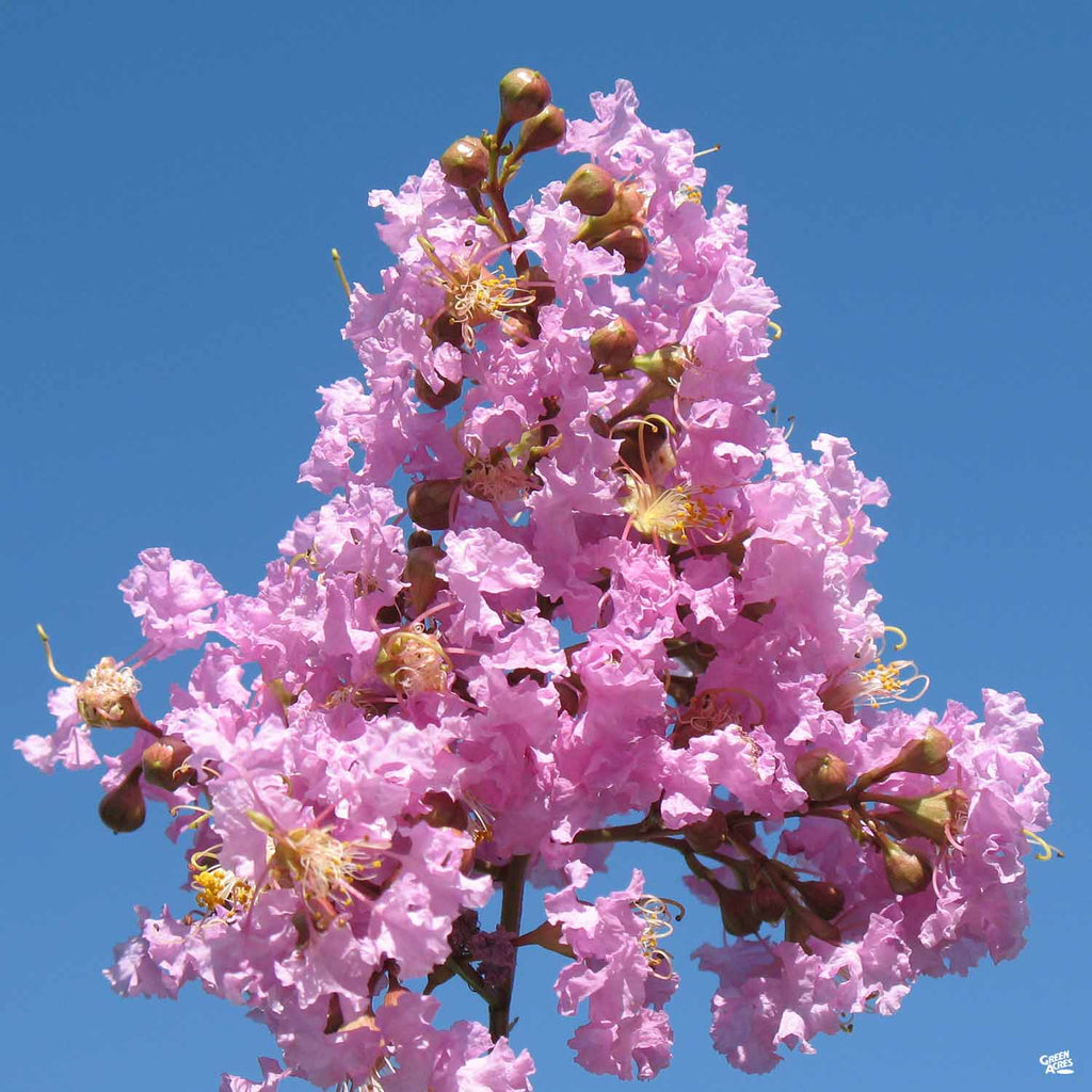 Crape Myrtle 'Muskogee' Multi-Trunk — Green Acres Nursery & Supply