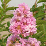 Crape Myrtle 'Muskogee' Standard Trunk — Green Acres Nursery & Supply