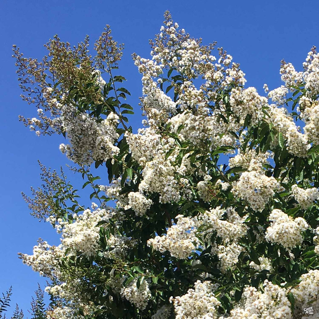 Crape Myrtle 'Natchez' Multi-Trunk — Green Acres Nursery & Supply
