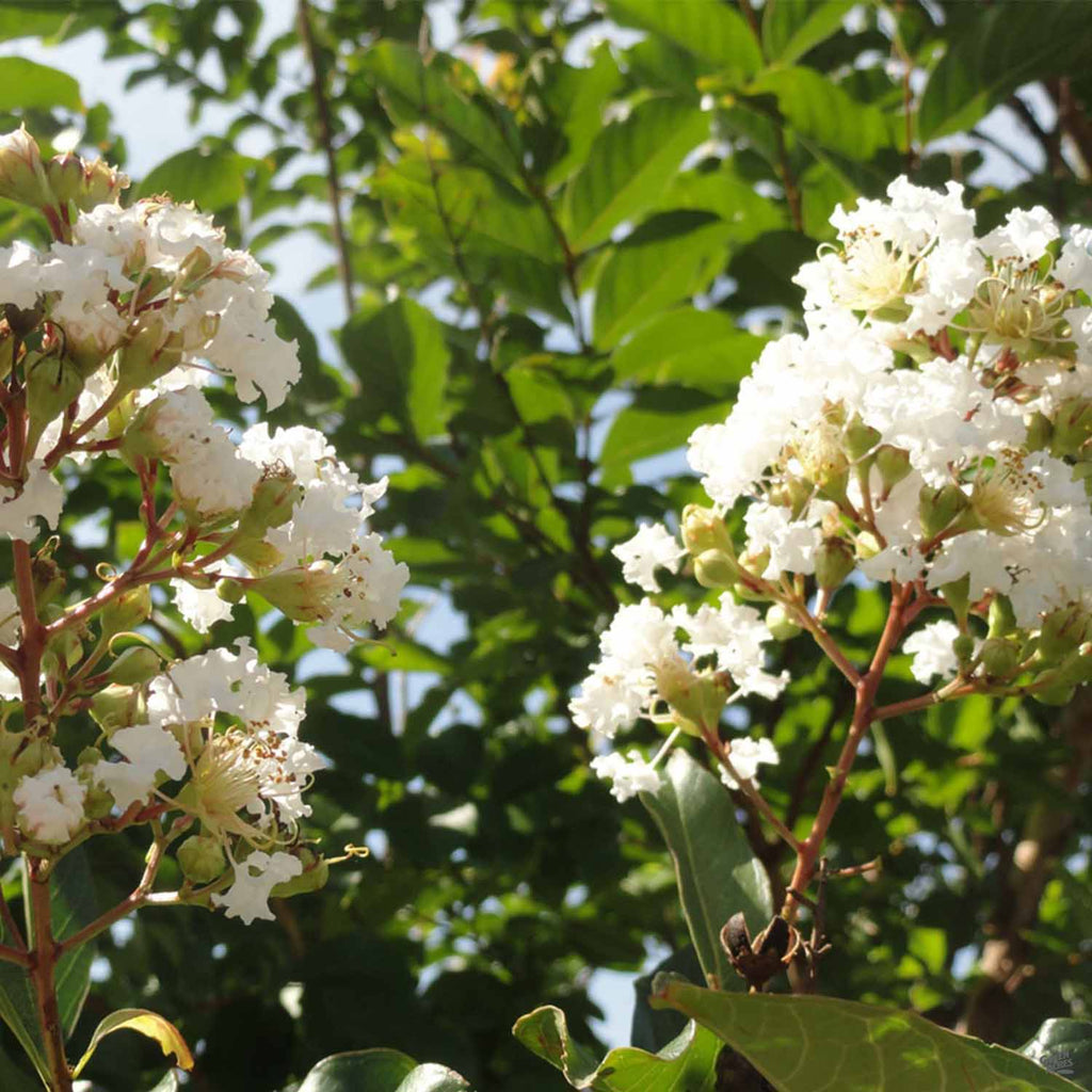 Crape Myrtle 'Natchez' Multi-Trunk — Green Acres Nursery & Supply