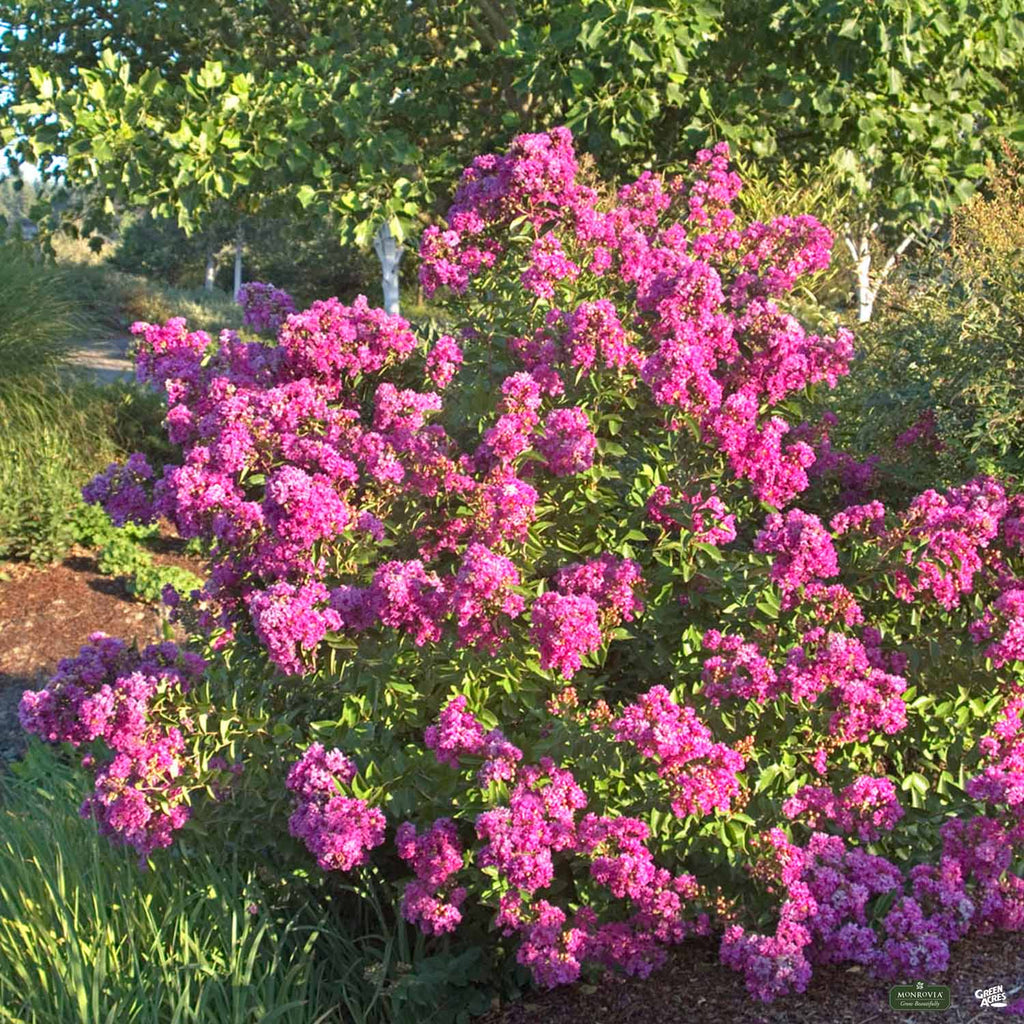 Crape Myrtle 'Petite Orchid' Multi-Trunk | Monrovia — Green Acres ...