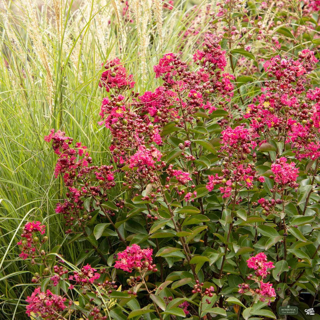 Crape Myrtle 'Petite Red Imp' Multi-Trunk | Monrovia — Green Acres ...