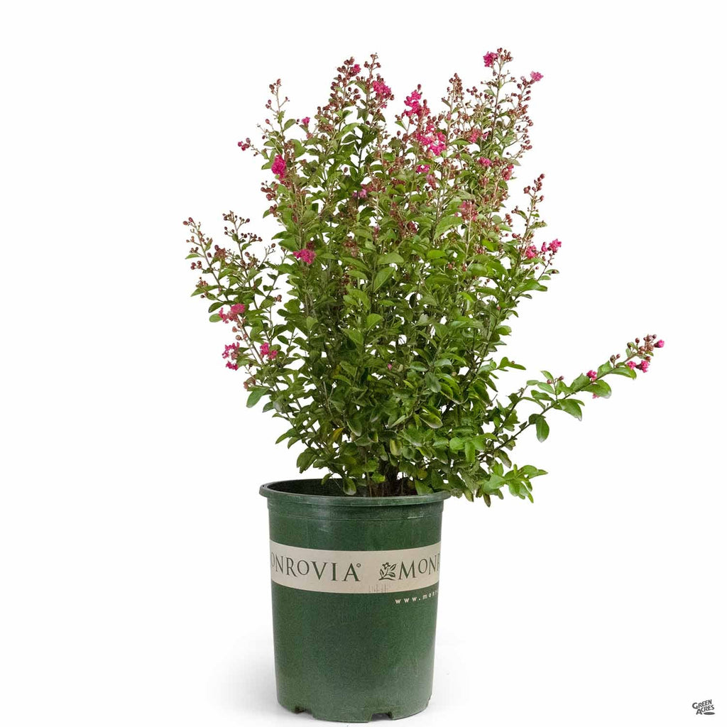 Crape Myrtle 'Petite Red Imp' Multi-Trunk | Monrovia — Green Acres ...