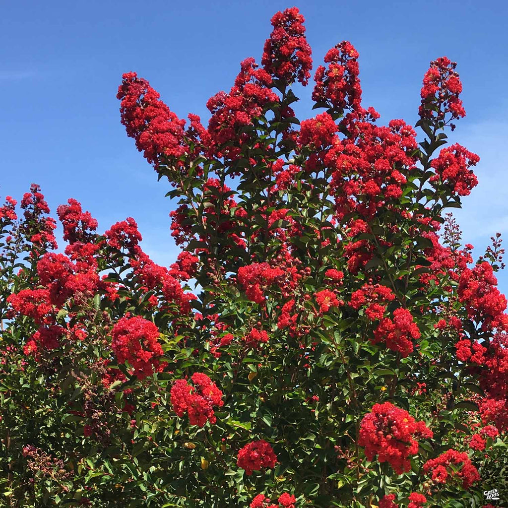 Crape Myrtle 'Red Rocket' Standard Trunk — Green Acres Nursery & Supply