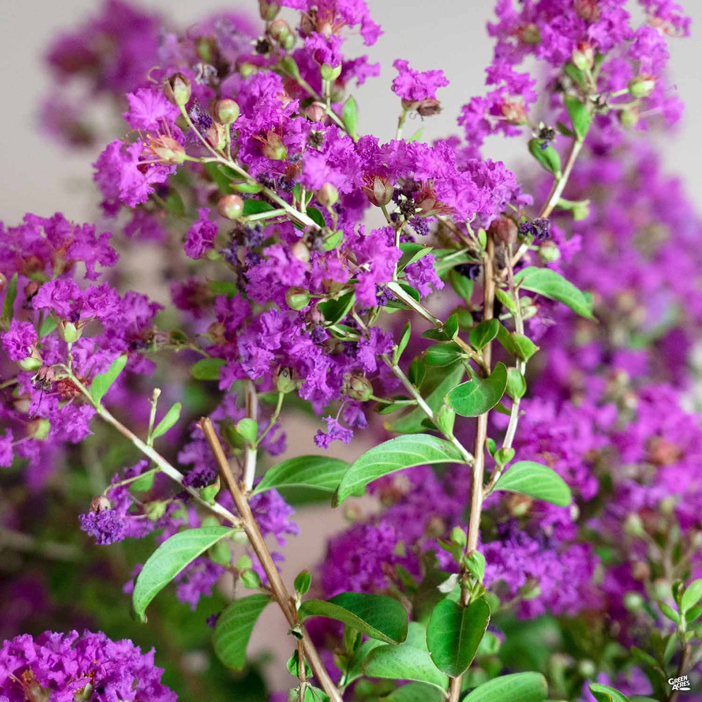 Crape Myrtle 'Twilight' Multi-Trunk — Green Acres Nursery & Supply