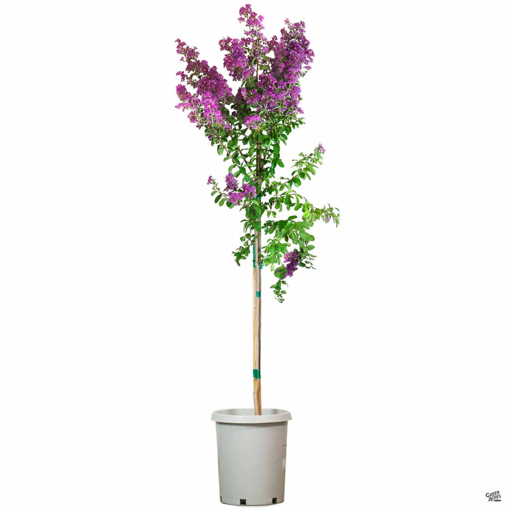 Crape Myrtle 'Twilight' Standard Trunk — Green Acres Nursery & Supply