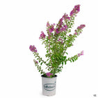 Crape Myrtle 'Twilight' Multi-Trunk — Green Acres Nursery & Supply