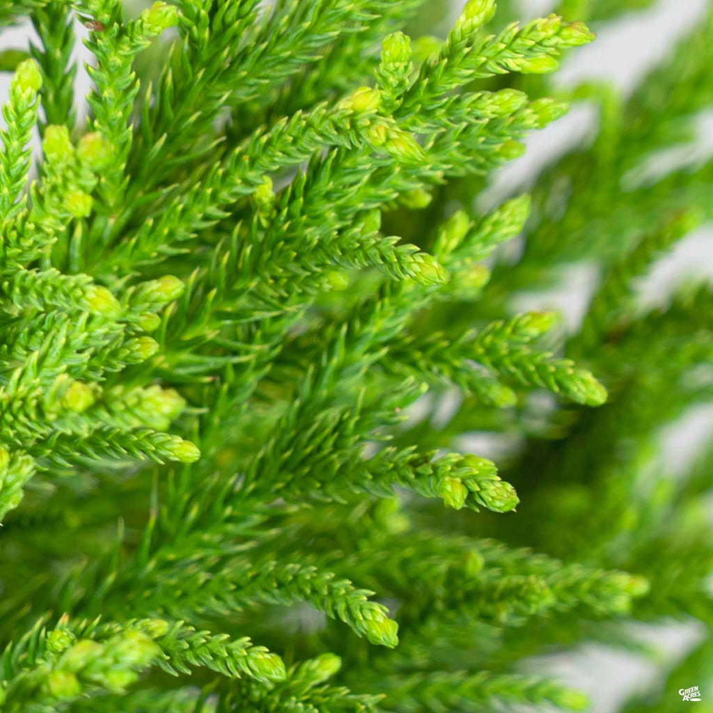 Cryptomeria 'Little Diamond' — Green Acres Nursery & Supply