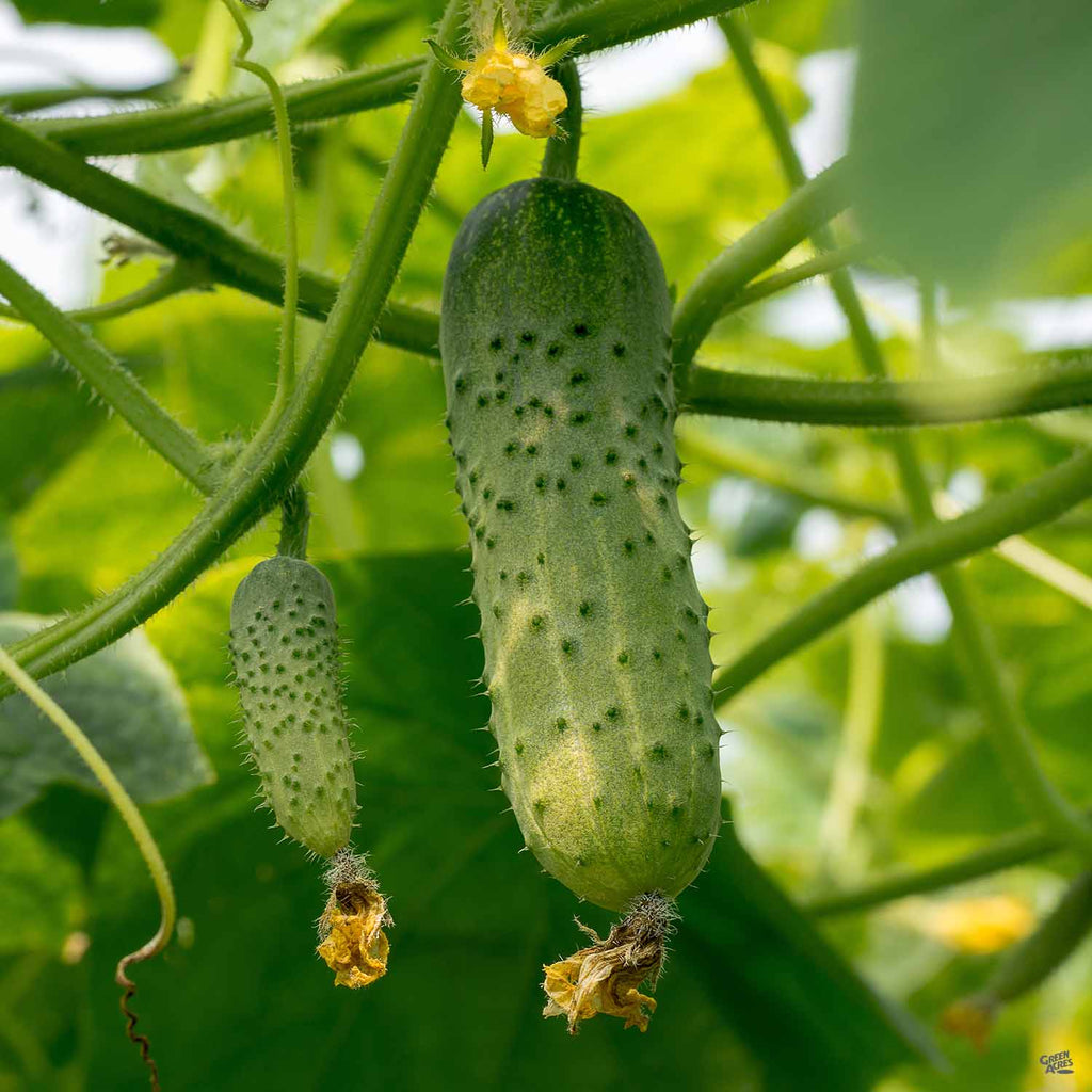 Cucumber 'Pickling Bush' — Green Acres Nursery & Supply