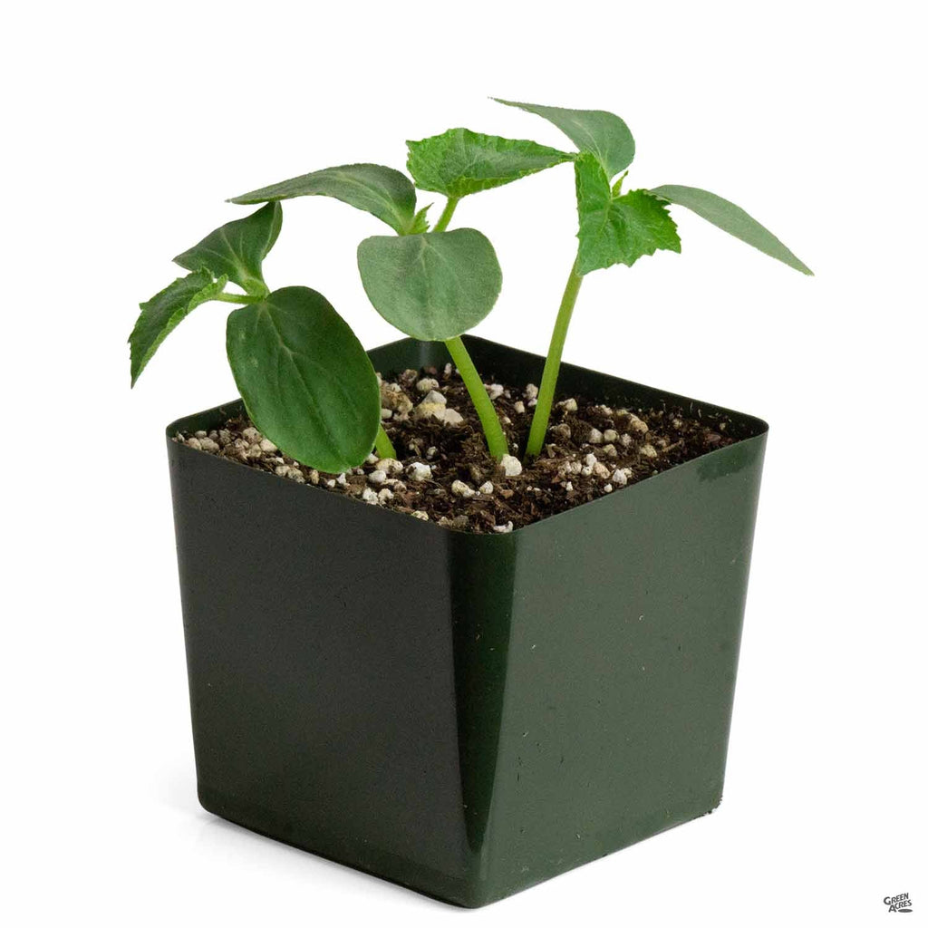 Cucumber 'Pickling Bush' — Green Acres Nursery & Supply