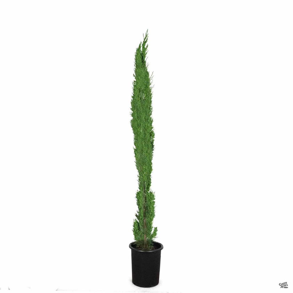 Italian Cypress — Green Acres Nursery & Supply