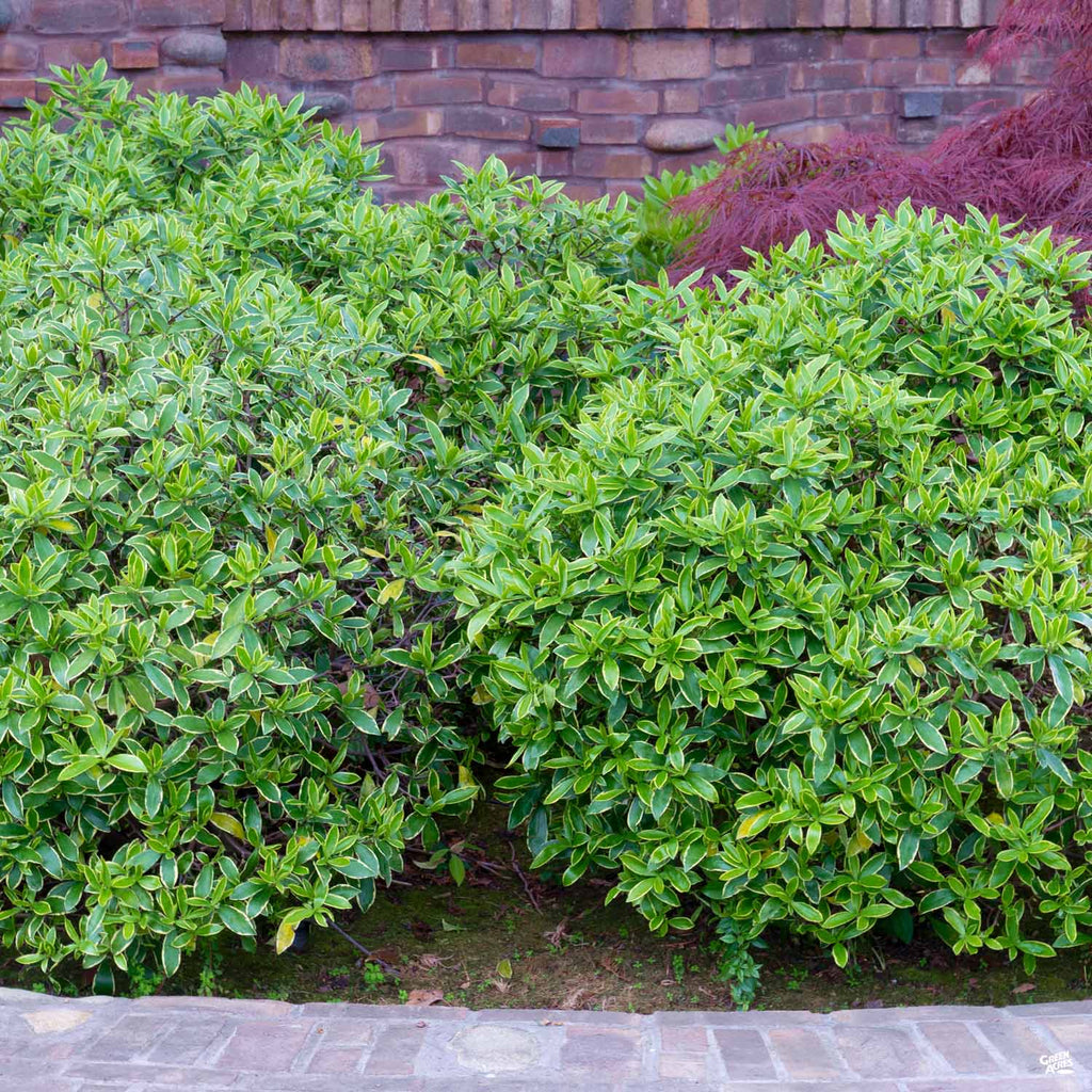 Daphne 'Marginata' — Green Acres Nursery & Supply