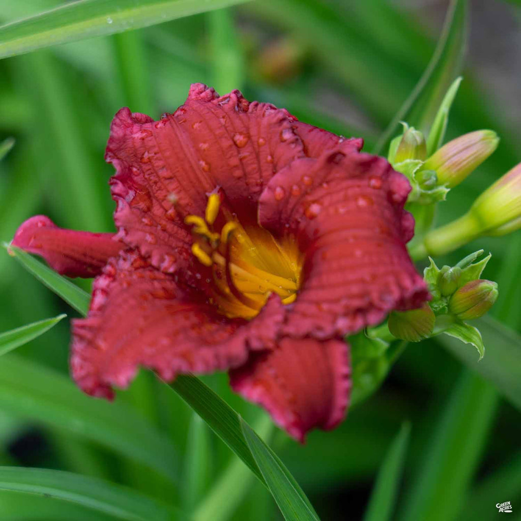 Daylily 'Cranberry Baby' — Green Acres Nursery & Supply