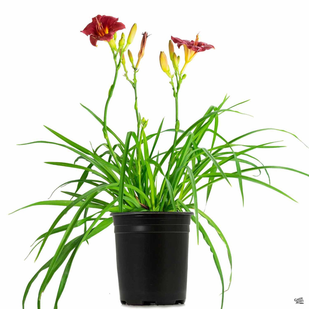 Daylily 'Cranberry Baby' — Green Acres Nursery & Supply