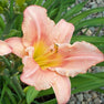 Daylily 'Judith' — Green Acres Nursery & Supply