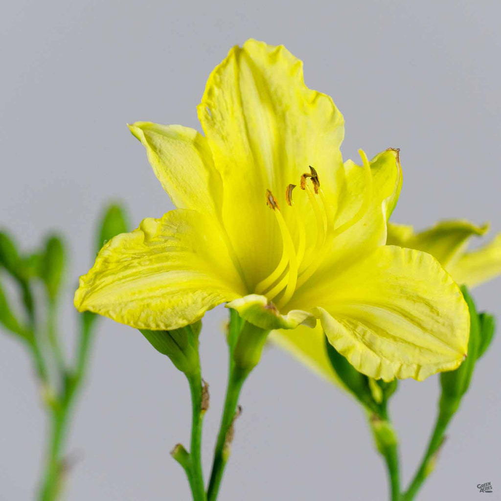 Daylily 'Missouri Beauty' — Green Acres Nursery & Supply