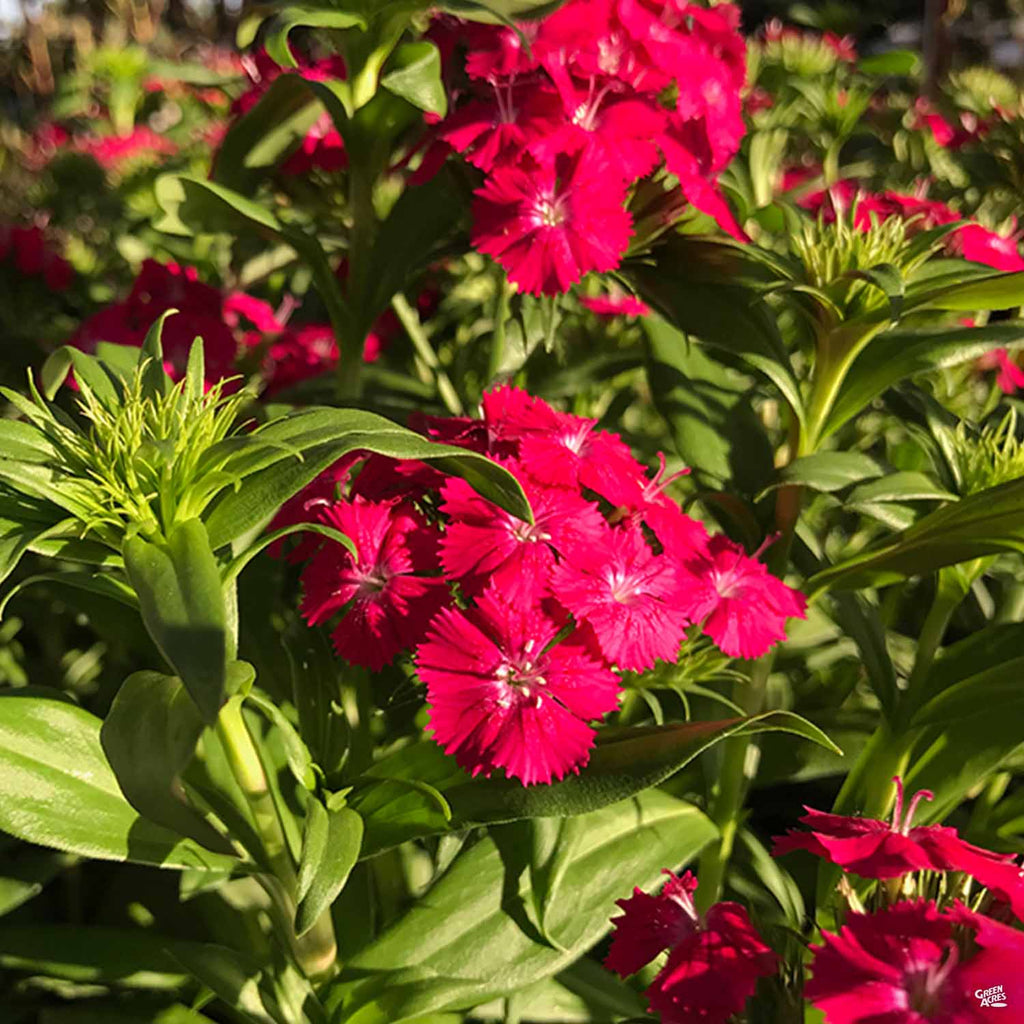 Red Dianthus