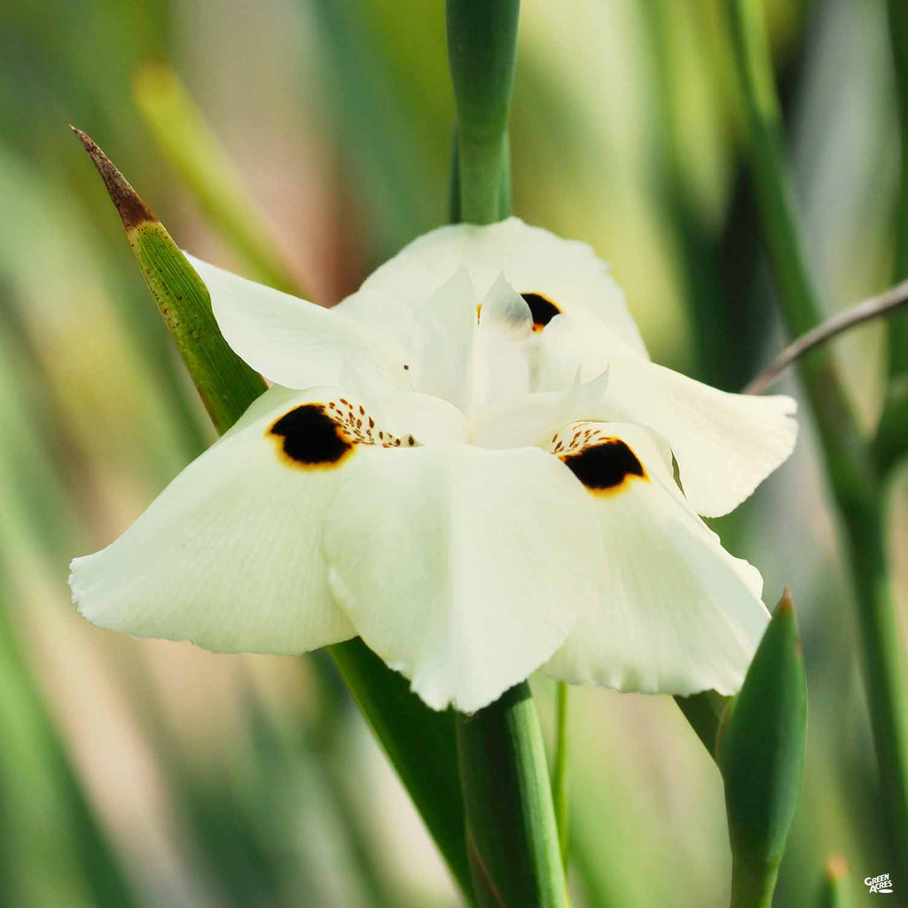 Yellow Fortnight Lily — Green Acres Nursery & Supply