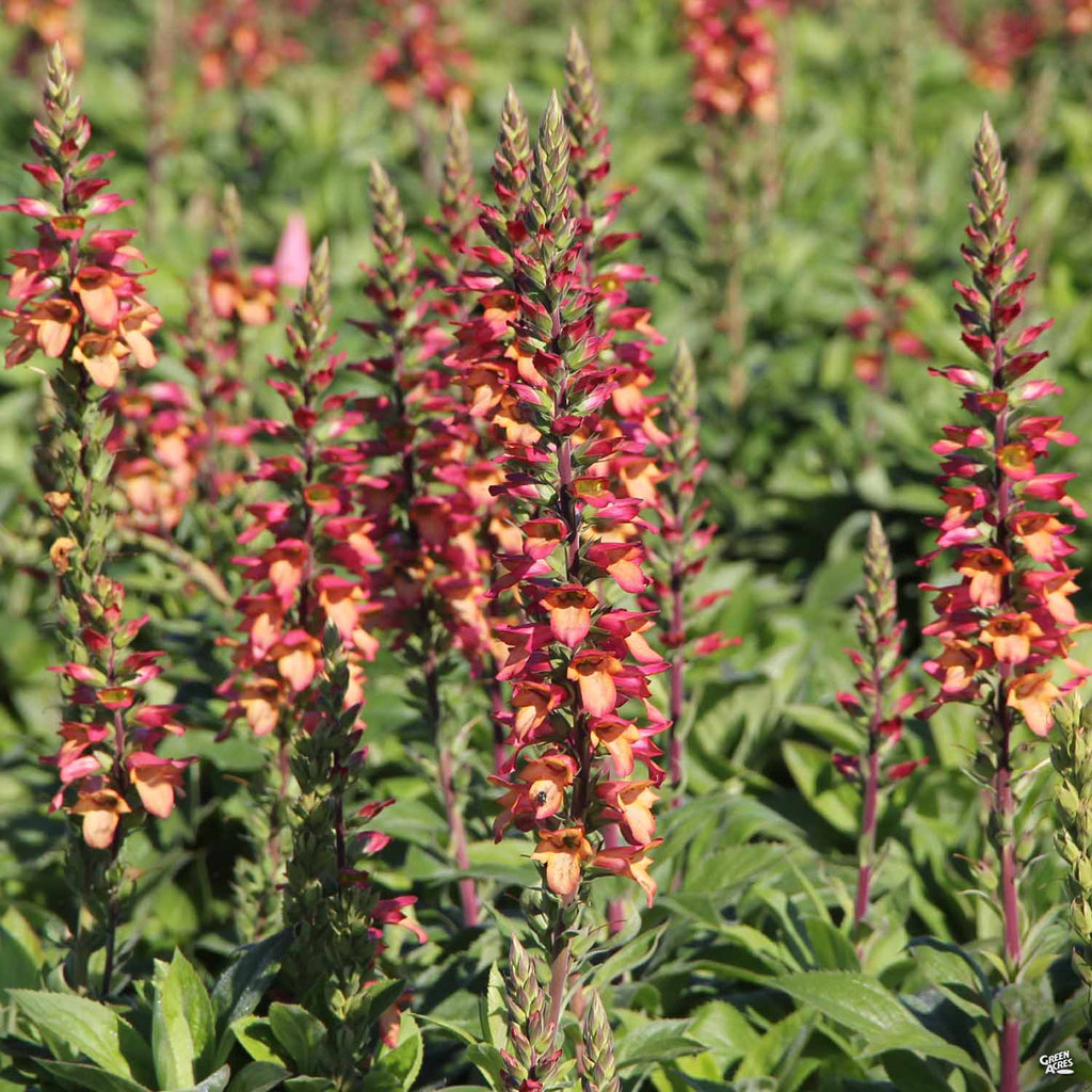 Digiplexis® 'Illumination Series' — Green Acres Nursery & Supply
