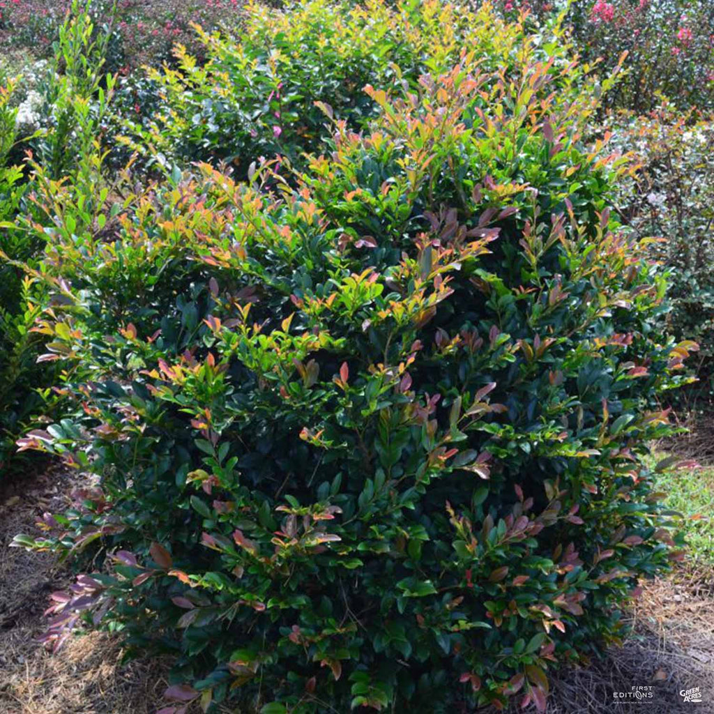 First Editions® Linebacker™ Distylium — Green Acres Nursery & Supply