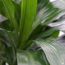 Dracaena Lisa™ — Green Acres Nursery & Supply