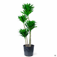 Dracaena 'JC Compacta' — Green Acres Nursery & Supply