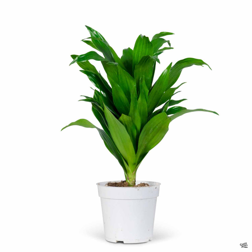 Dracaena 'JC Compacta' — Green Acres Nursery & Supply