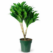 Dracaena 'JC Compacta' — Green Acres Nursery & Supply
