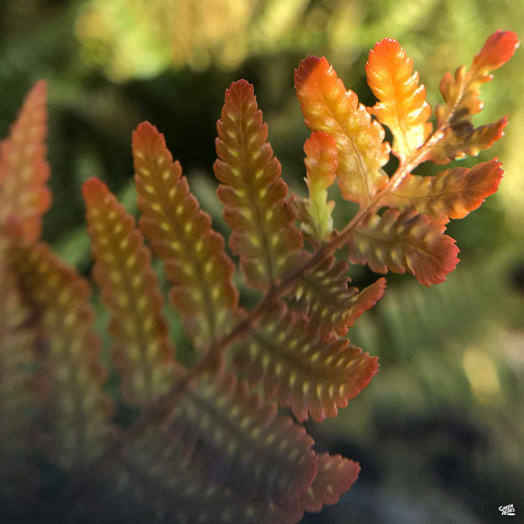 Autumn Fern — Green Acres Nursery & Supply