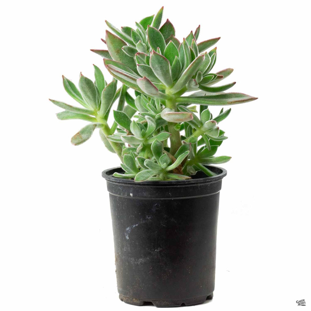 Red Echeveria — Green Acres Nursery & Supply