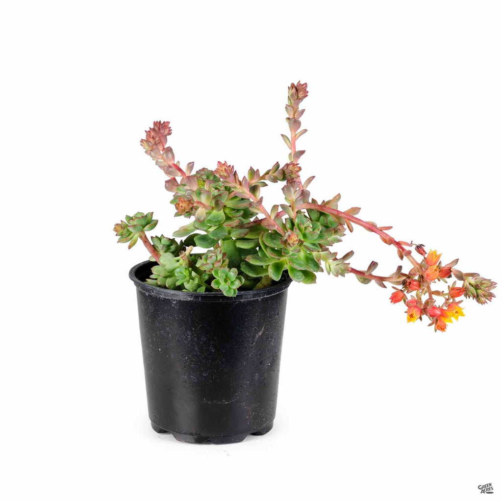 Echeveria 'Multicaulis' — Green Acres Nursery & Supply