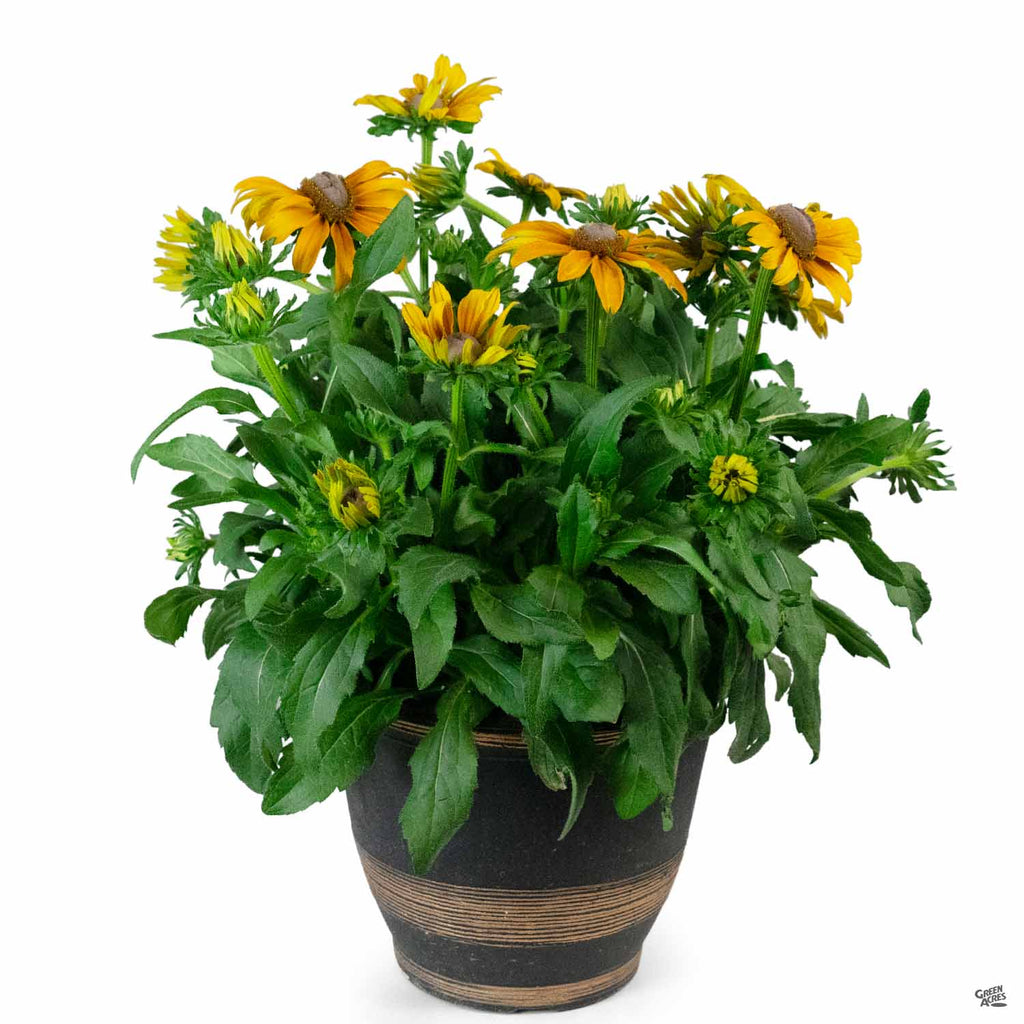 Summer Patio Color Cache — Green Acres Nursery & Supply