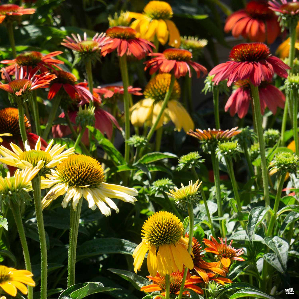 Cheyenne Spirit Coneflower — Green Acres Nursery & Supply