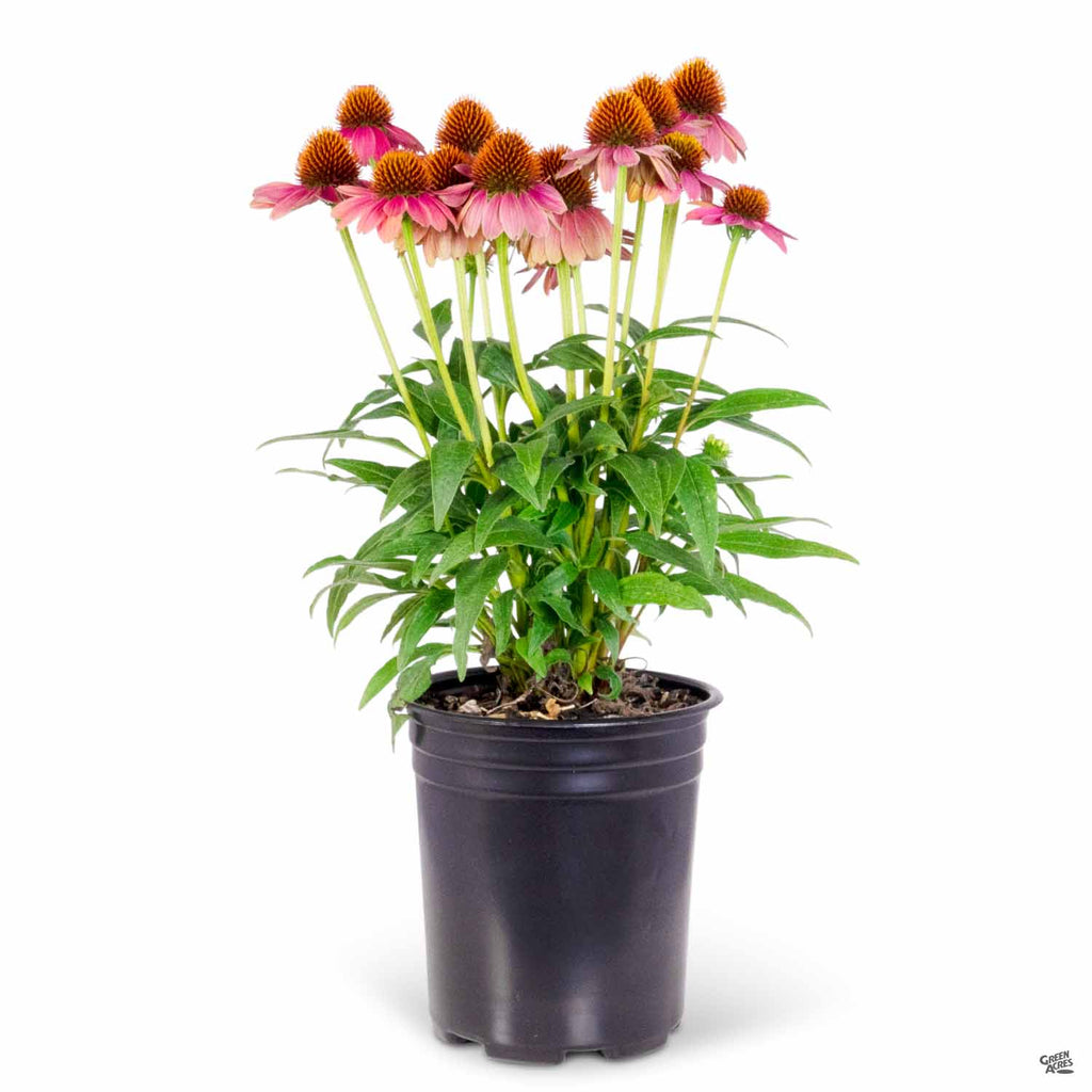 Sombrero® Hot Coral Coneflower — Green Acres Nursery & Supply