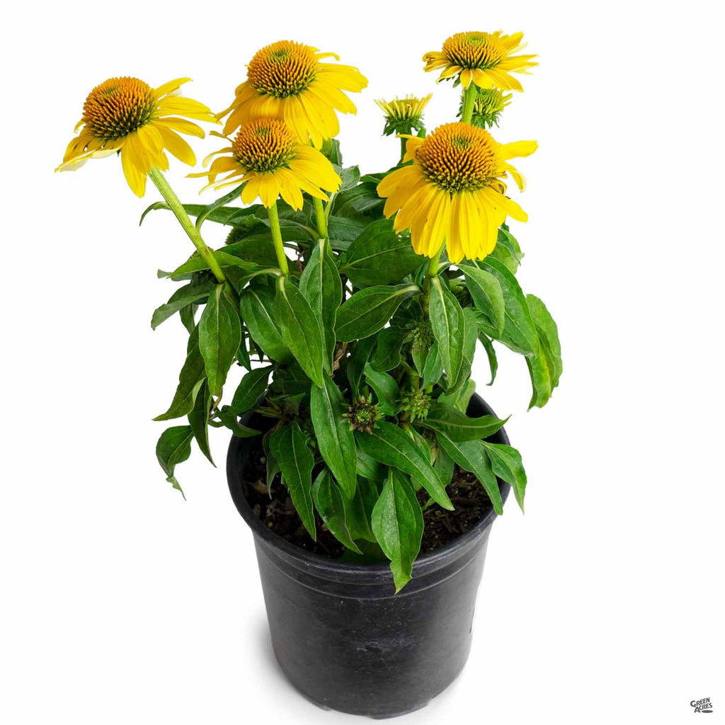 Sombrero® Lemon Yellow Coneflower — Green Acres Nursery & Supply