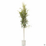 Chinese Elm 'Drake' — Green Acres Nursery & Supply