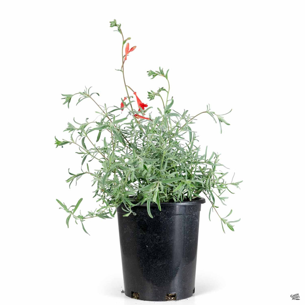California Fuchsia — Green Acres Nursery & Supply