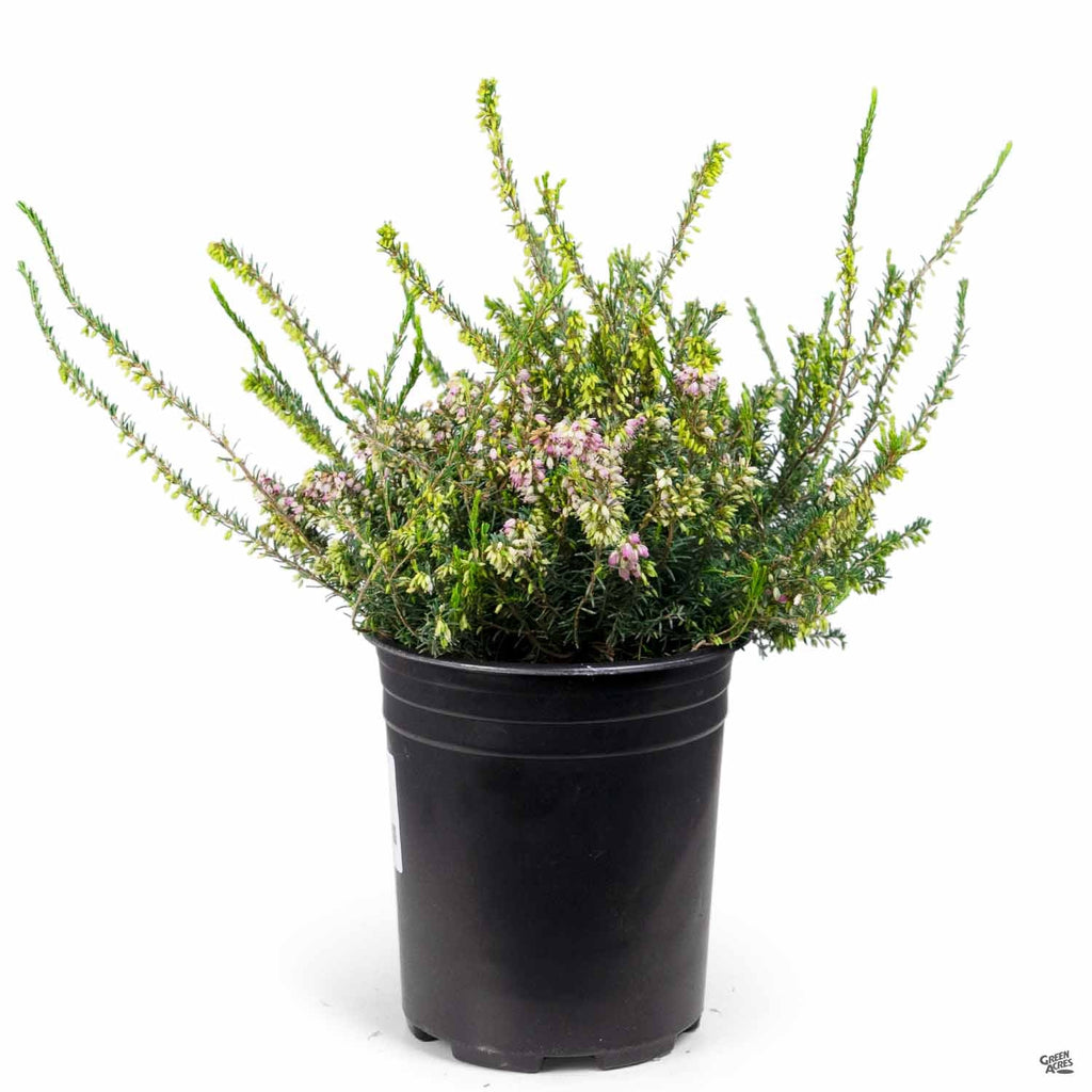 Heath 'Mediterranean Pink' — Green Acres Nursery & Supply