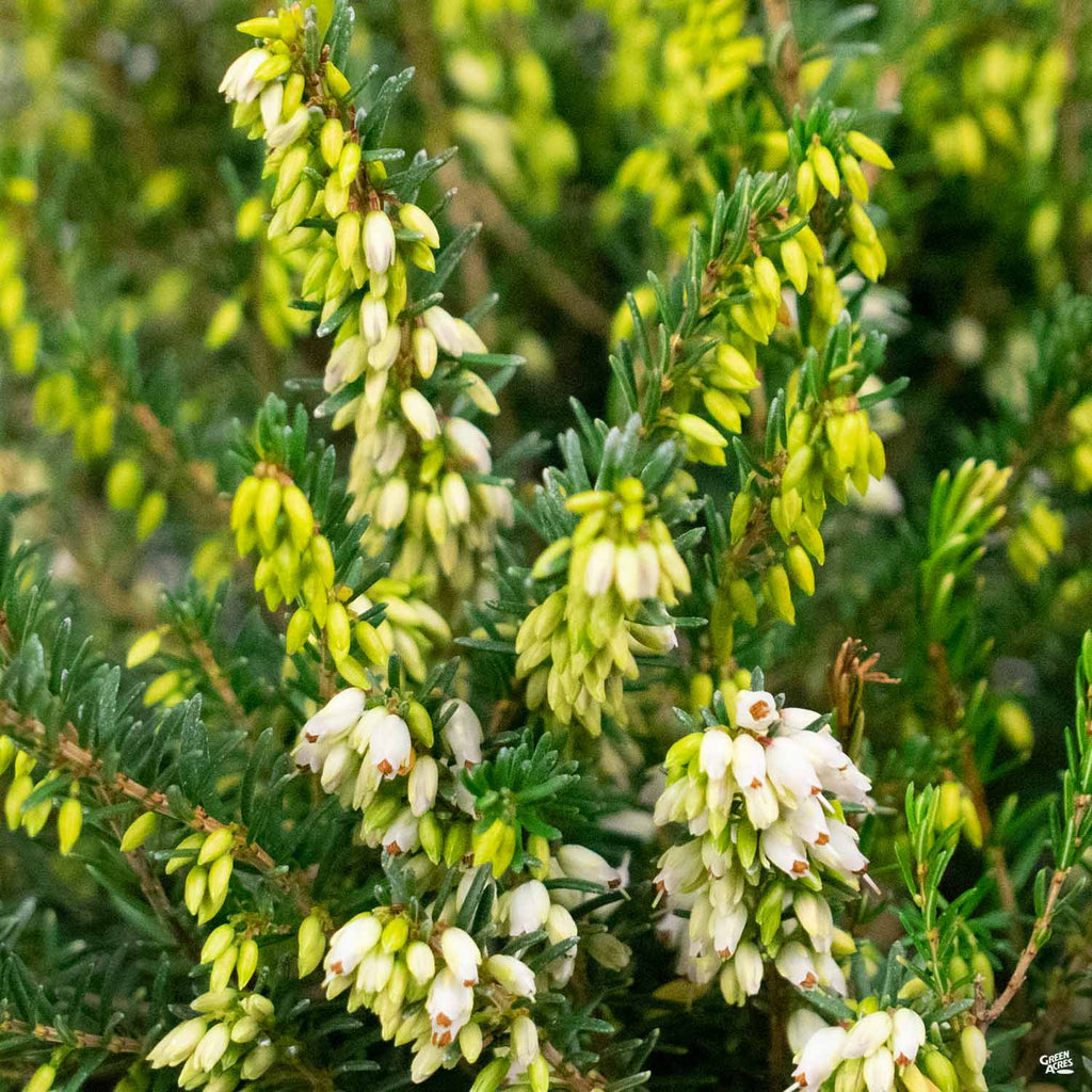 Heath 'Mediterranean White' — Green Acres Nursery & Supply