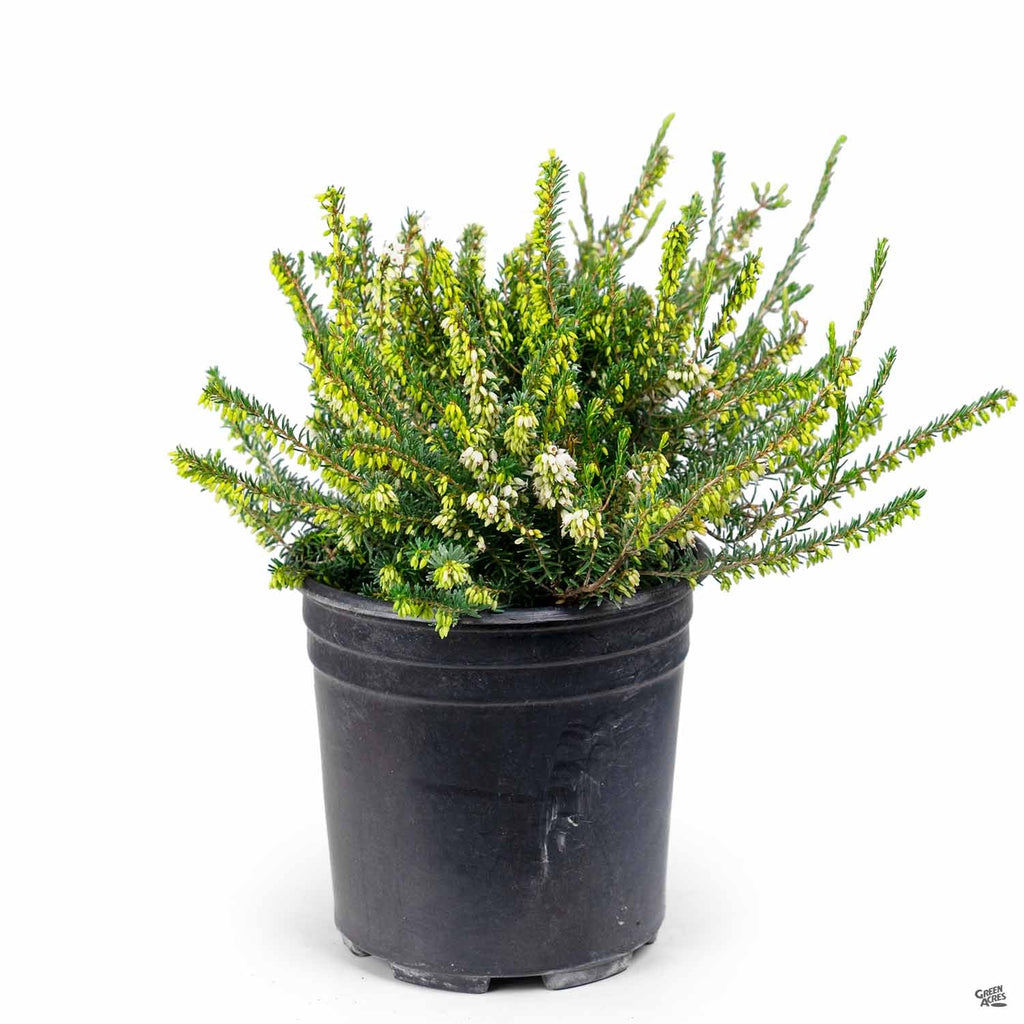 Heath 'Mediterranean White' — Green Acres Nursery & Supply