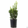 Euonymus 'Green Spire' — Green Acres Nursery & Supply