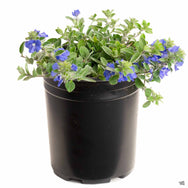 Evolvulus 'Beach Bum Blue' — Green Acres Nursery & Supply