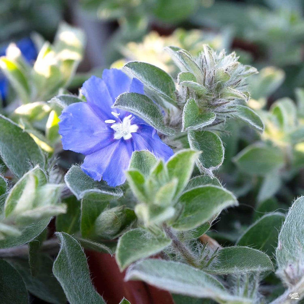 Evolvulus 'Beach Bum Blue' — Green Acres Nursery & Supply