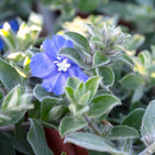 Evolvulus 'Beach Bum Blue' — Green Acres Nursery & Supply