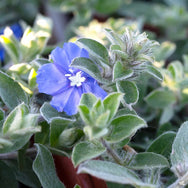 Evolvulus 'Beach Bum Blue' — Green Acres Nursery & Supply
