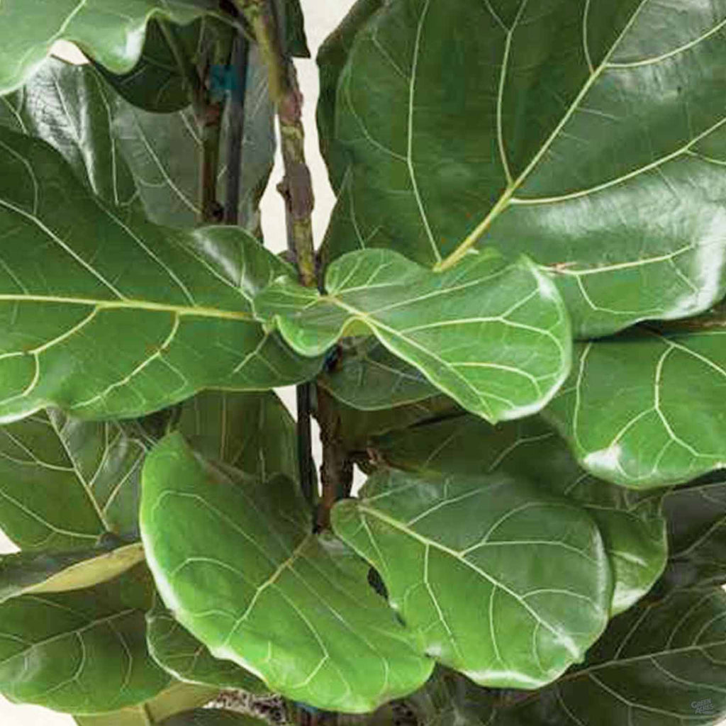 Fiddle Leaf Fig Clump — Green Acres Nursery & Supply