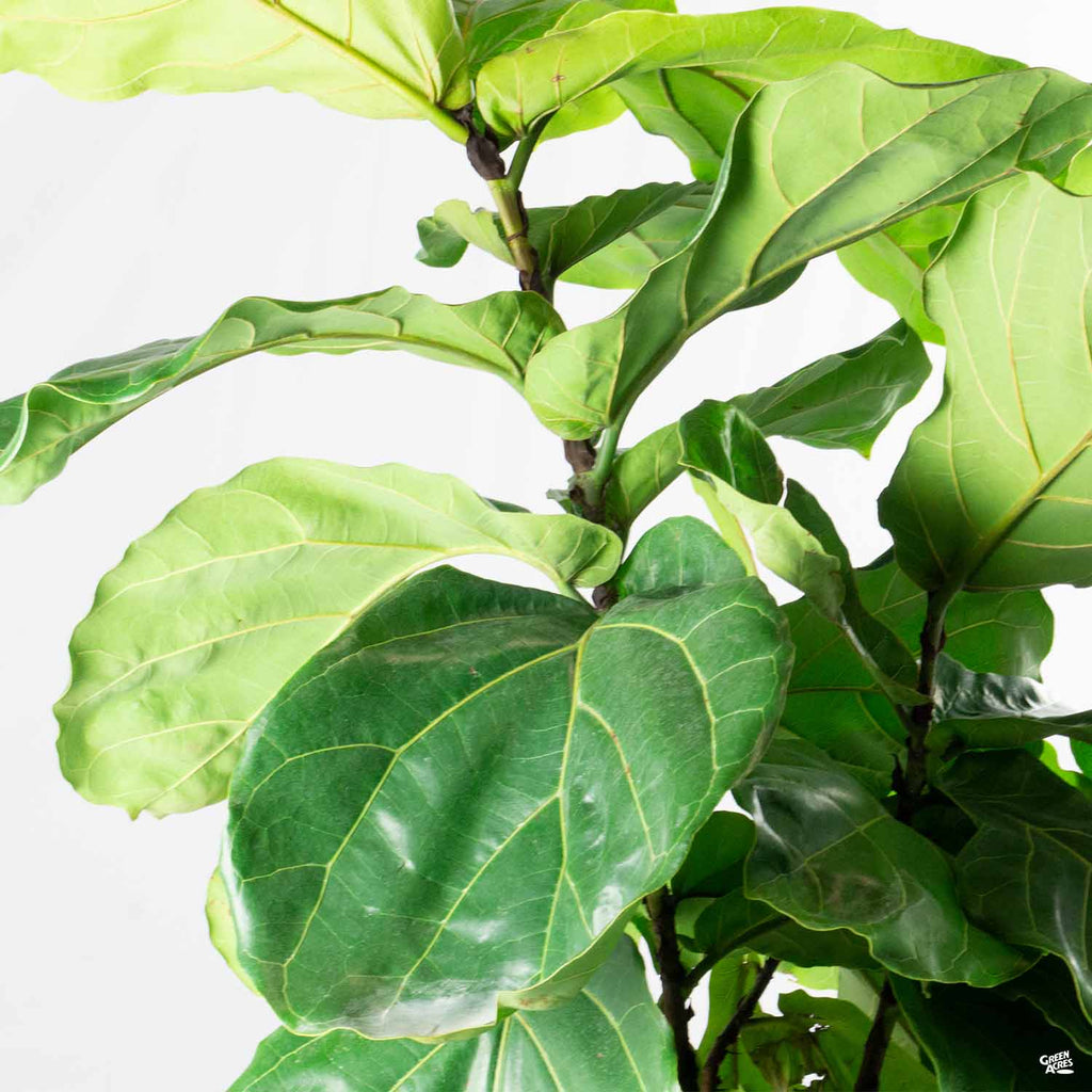 Fiddle Leaf Fig Bush — Green Acres Nursery & Supply